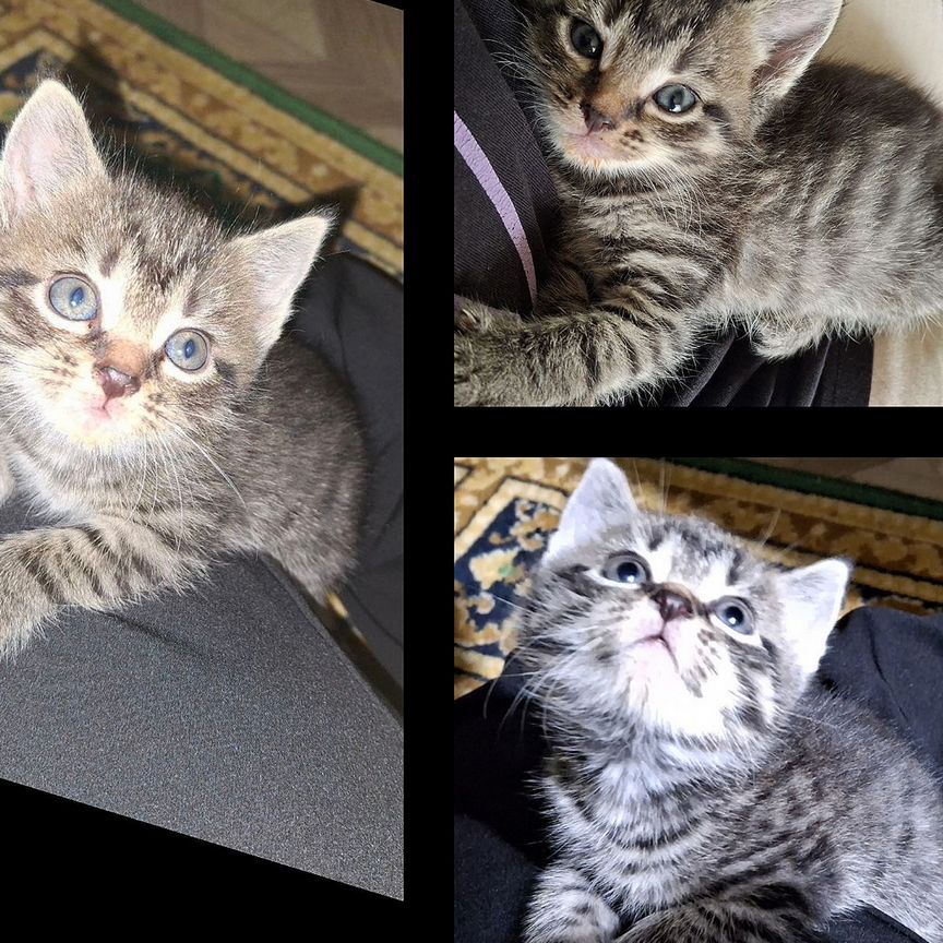 Британский короткошёрстный котёнок