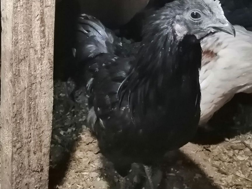 Петух Ухей илюй