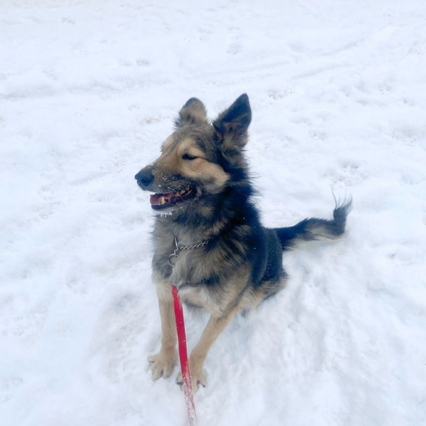 Бapни найден, зафикс. метис не Немецкая овчарка