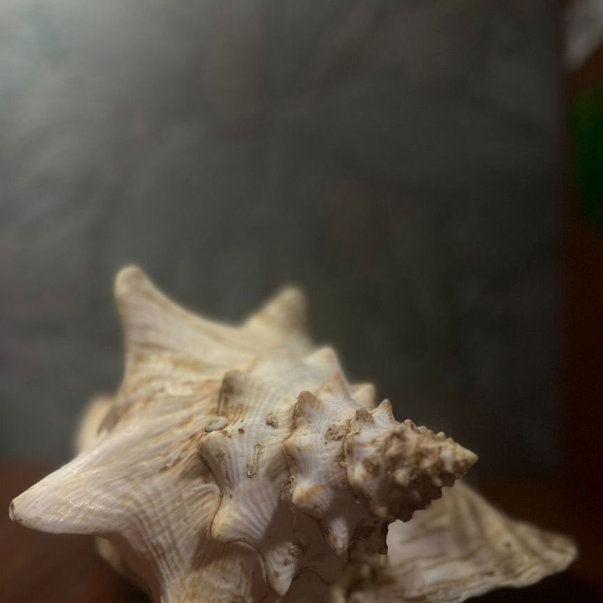 Ракушка морская большая