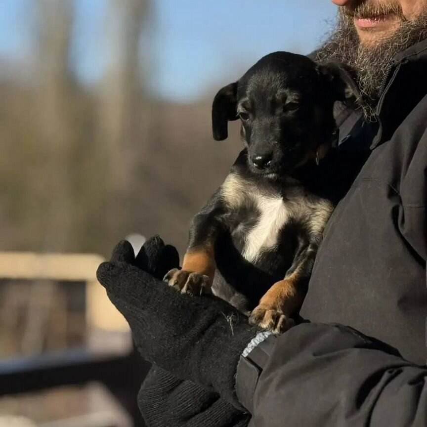 Щенок в добрые руки