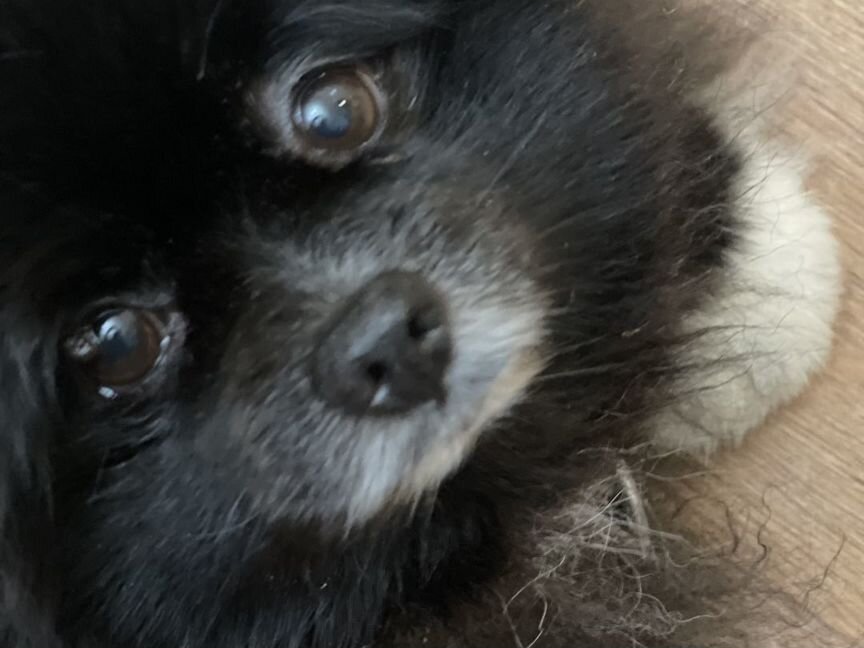 Отдам собаку в добрые руки шпиц