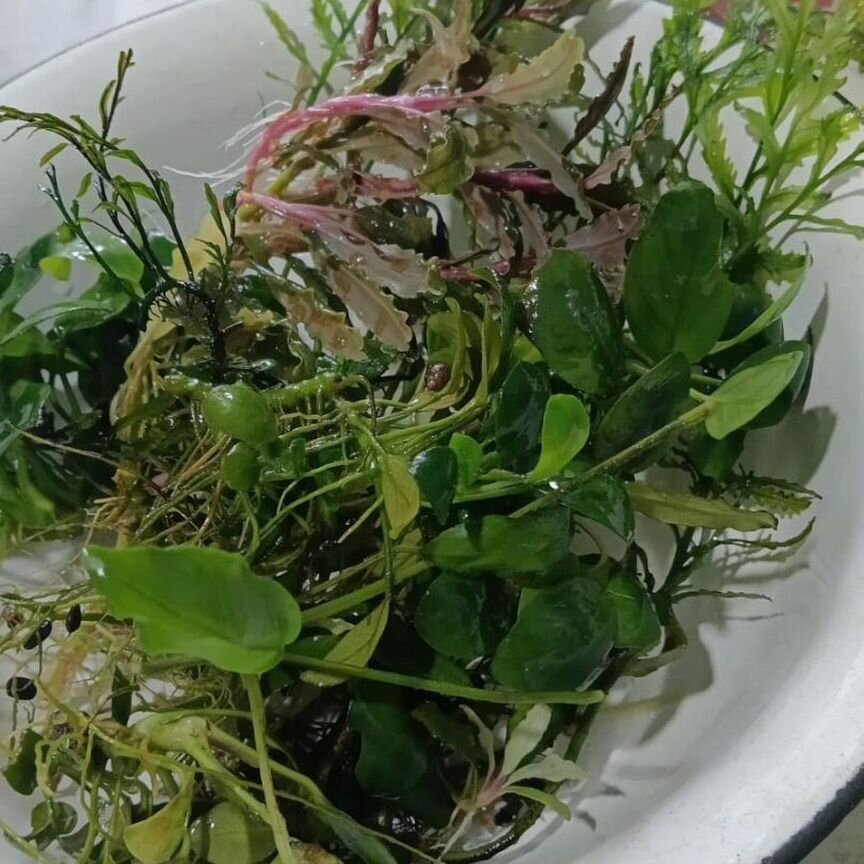 Аквариумное растение