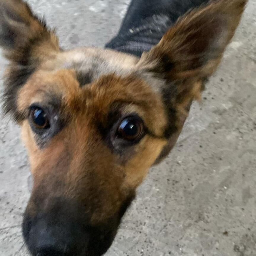 Девочка Майя ищет семью