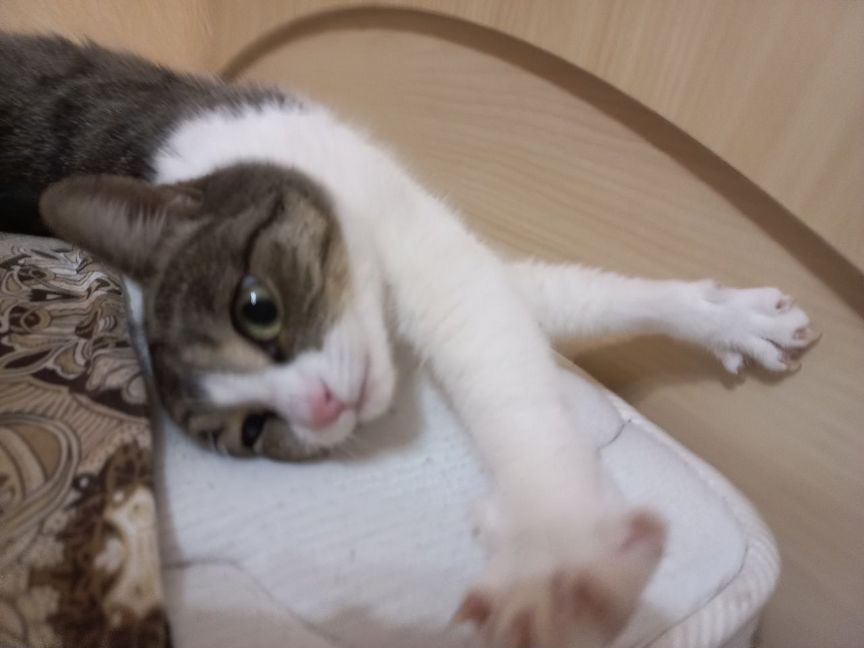 Невероятно ласковая кошечка ищет дом