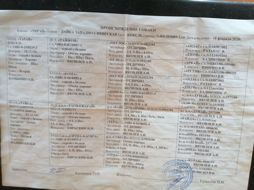 Западно сибирская лайка