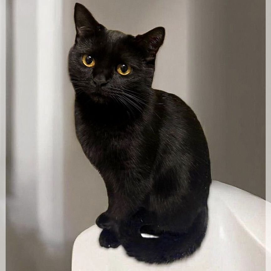 Взрослая, кошка в добрые руки