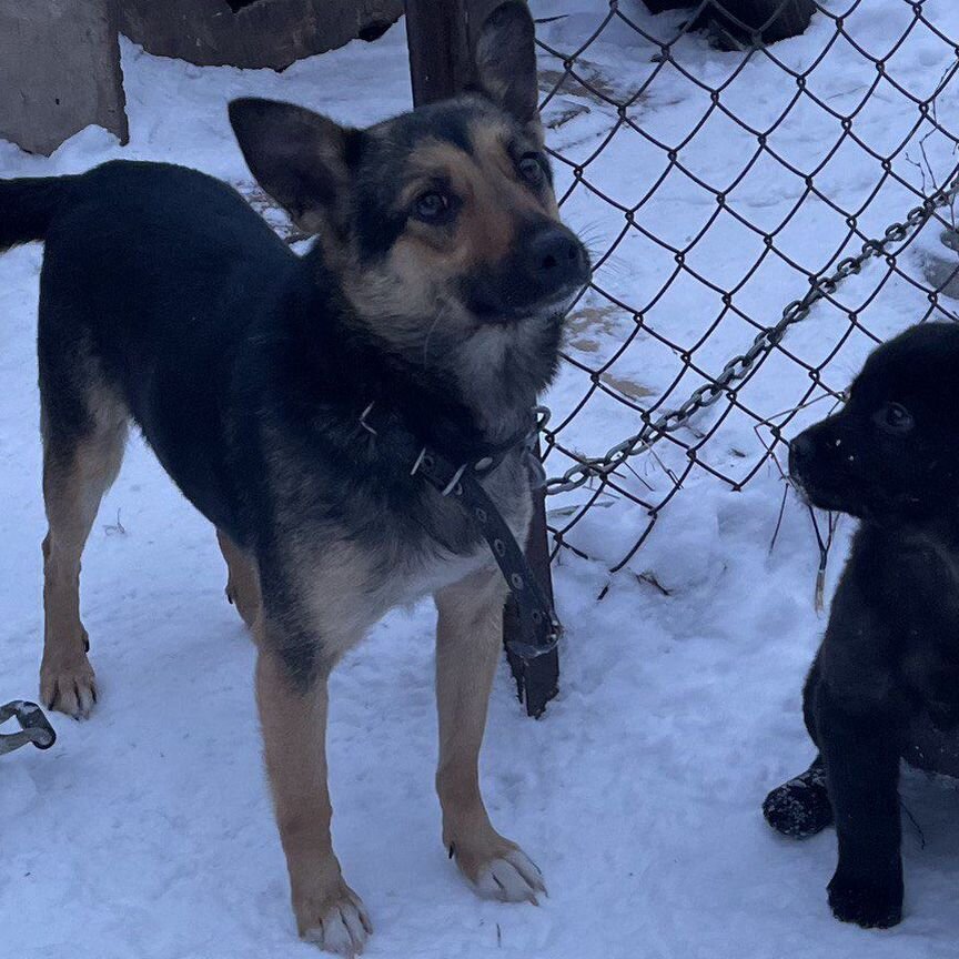 Щенок в добрые руки