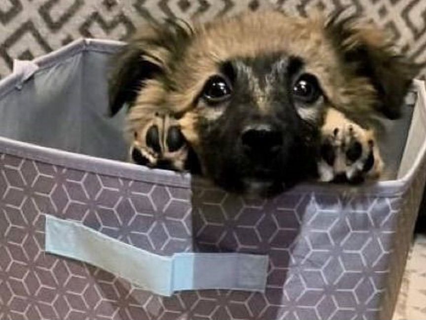 Щенок девочка в добрые руки