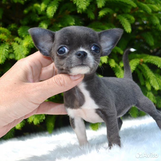 Чихуахуа мини крошка