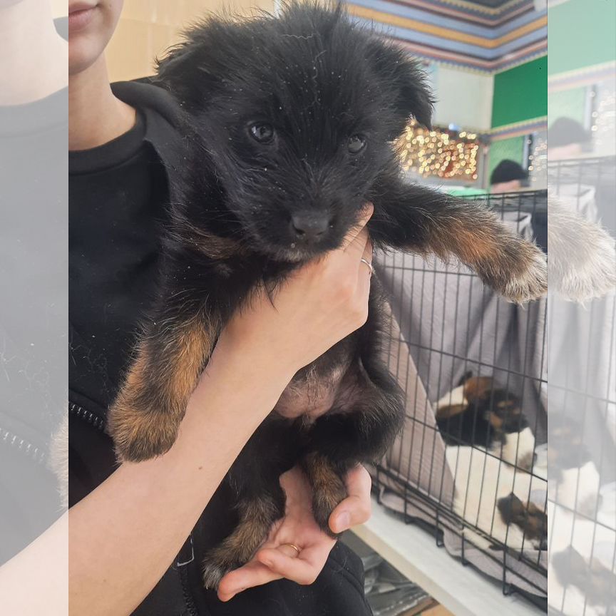 Щенок в добрые руки