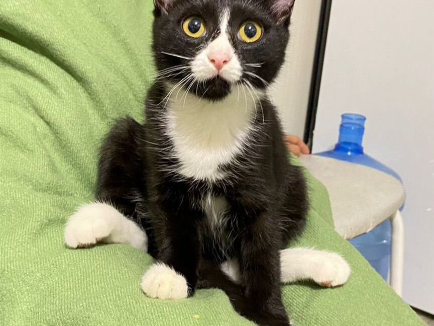 Котенок
