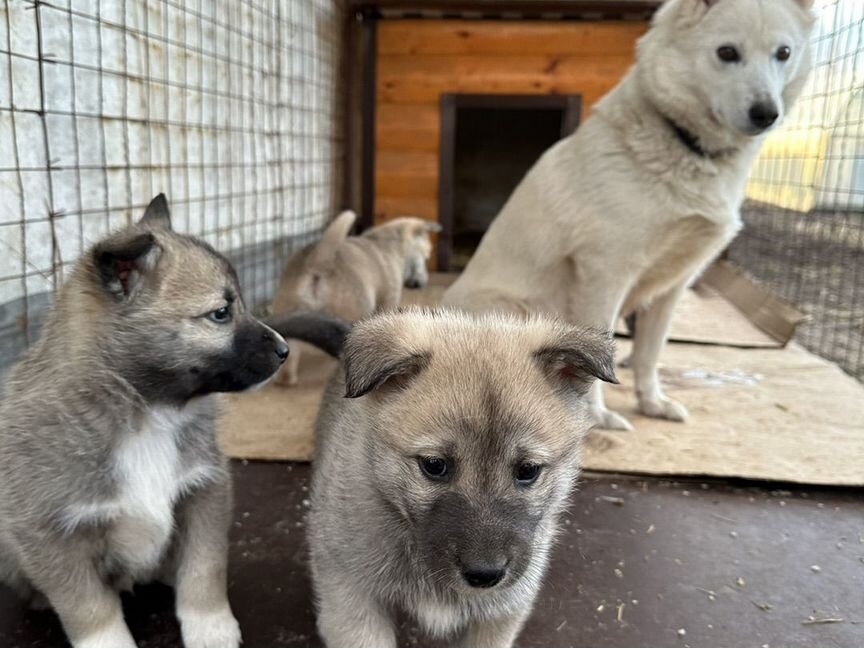 Щенки помесь