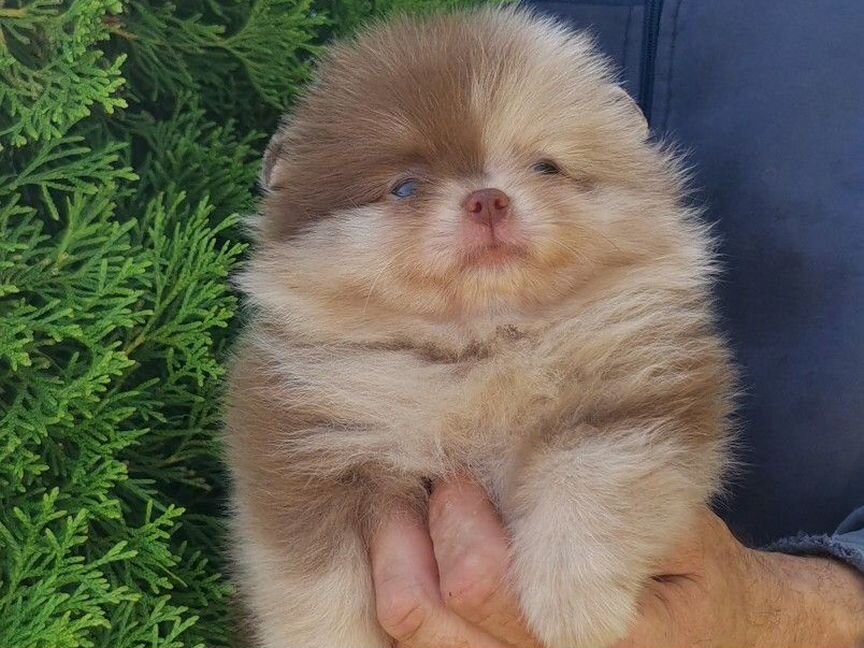 Коричнево-мраморная красотка