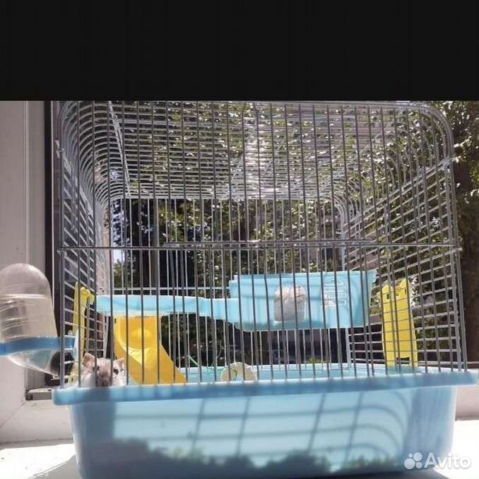 Продам 2 мальчика джунгарика