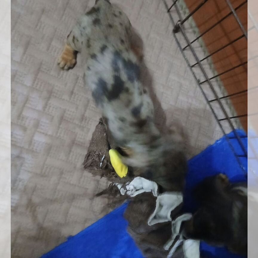 Карликовая такса, щенок