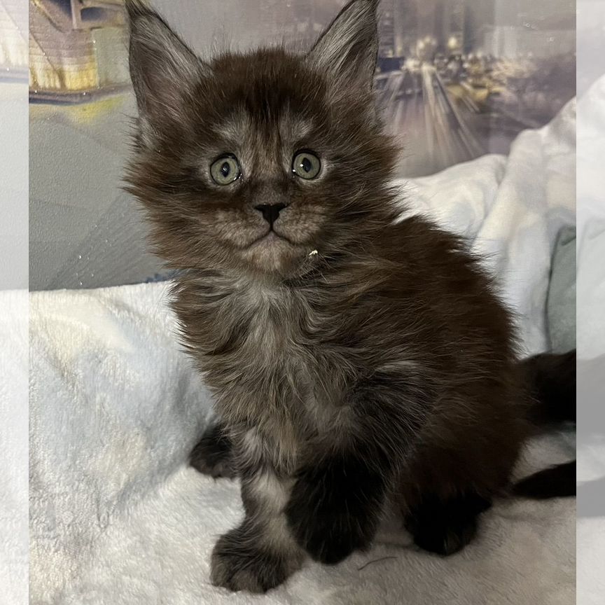 Мейн-кун котёнок