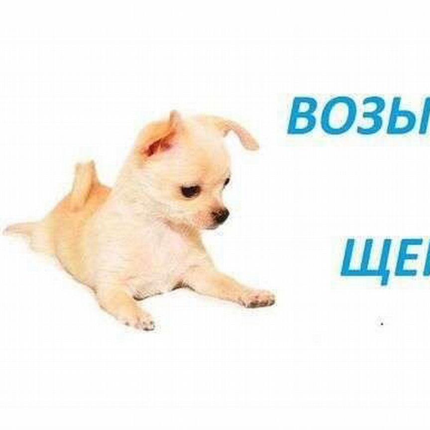 Щенок в добрые руки