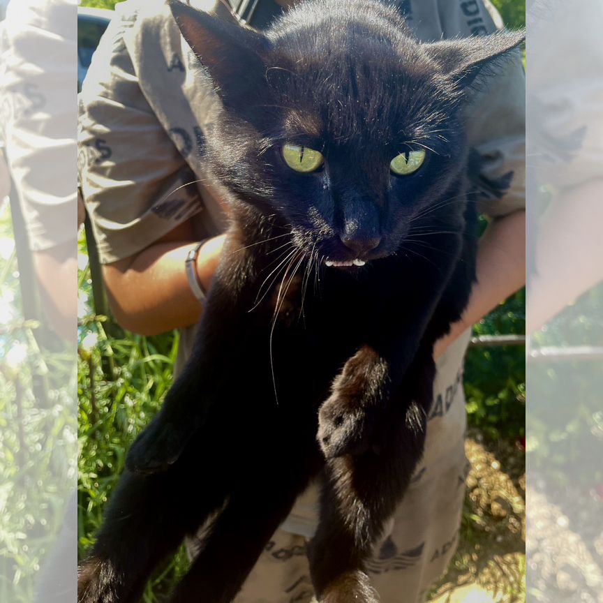 Черный шикарный кот