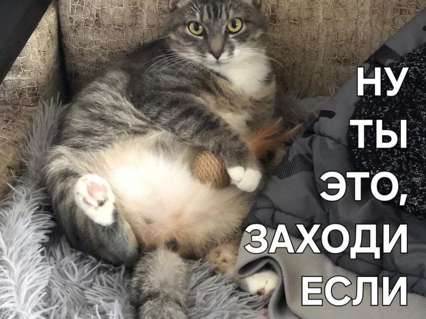 Шикарная кошечка Лиза
