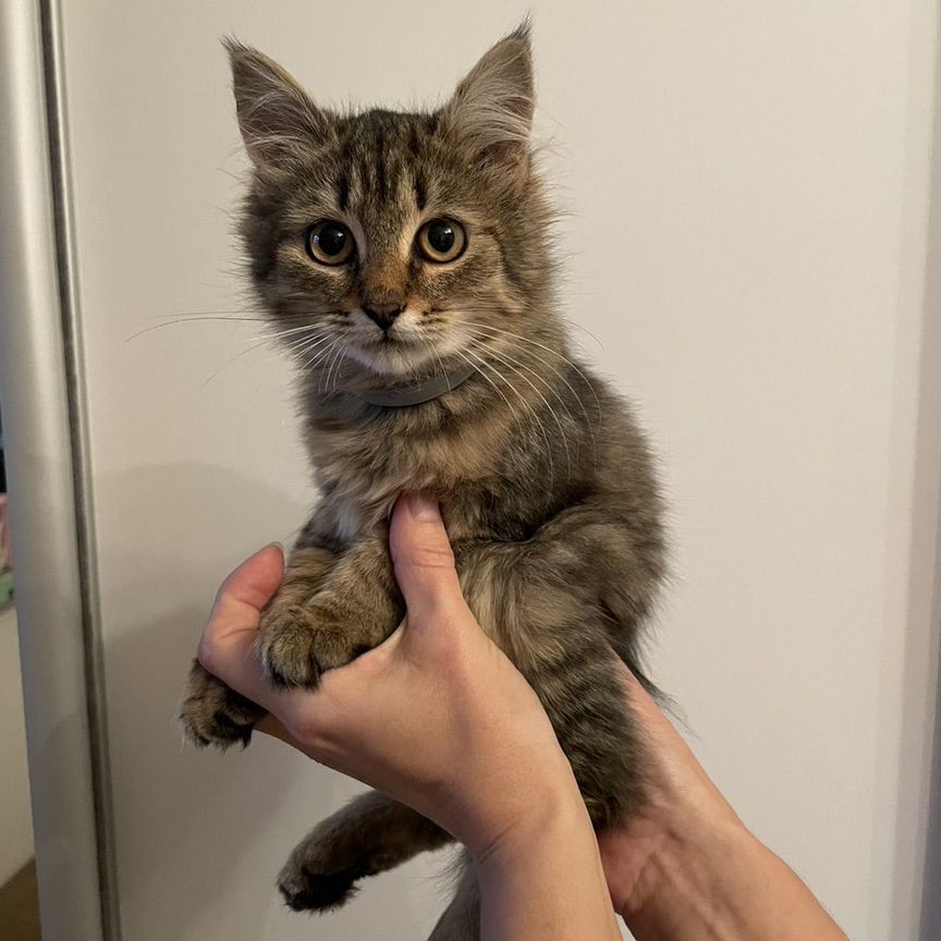 Котенок девочка 3,5 месяца