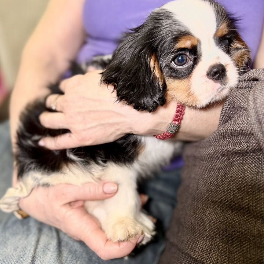 Кавалер кинг-чарльз-спаниель, щенок