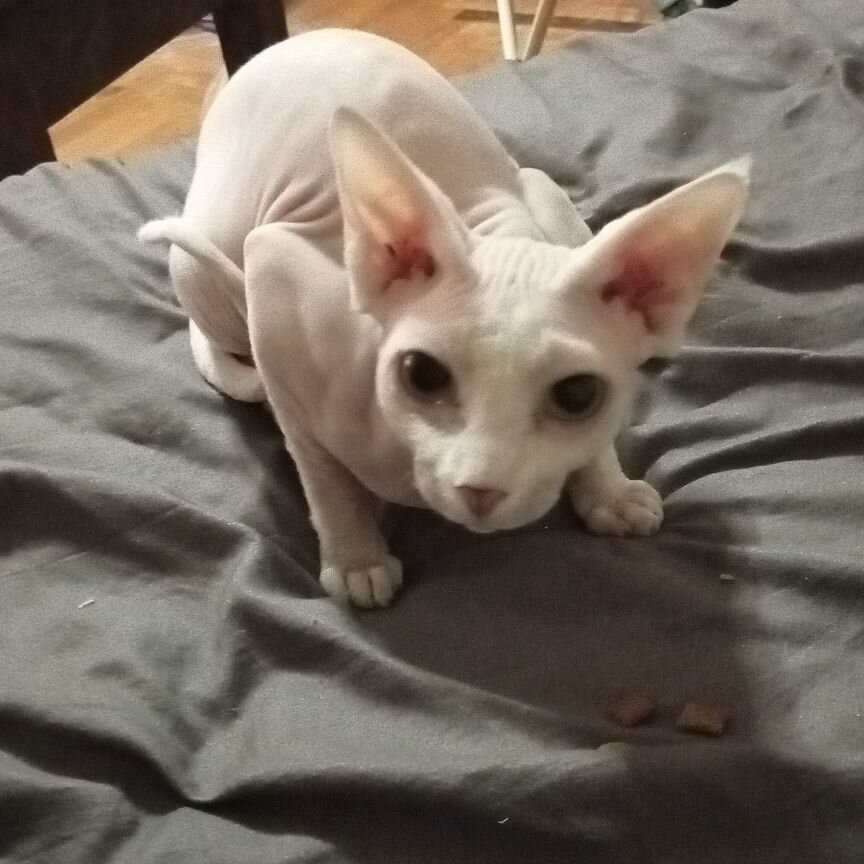 Канадский сфинкс котёнок