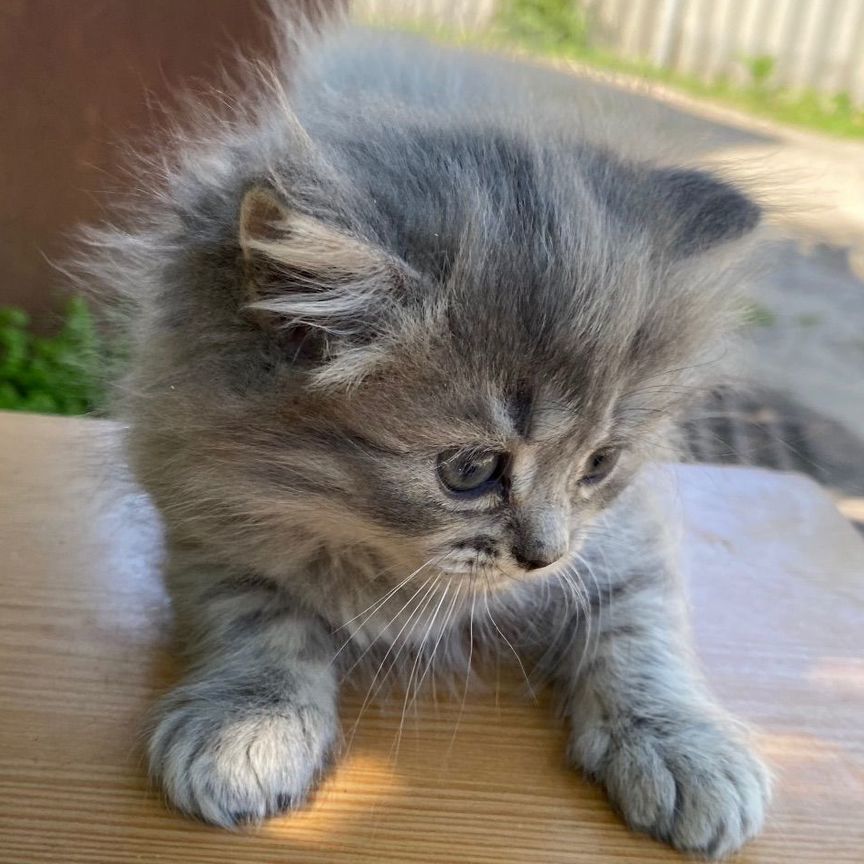 Котёнок в добрые руки