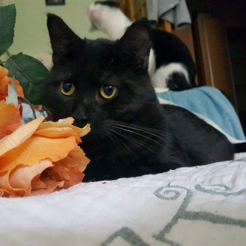 Марсик приют