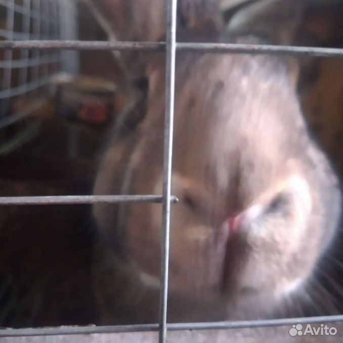 Кролики серый великан