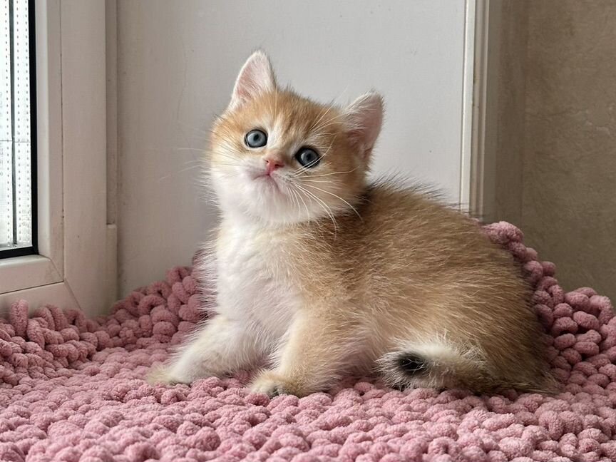 Британский котик золотая шиншилла bri ny12