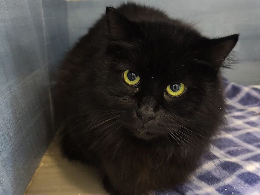 Чёрный кот 2 года