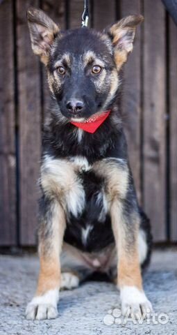 Преданные щенки в добрые руки