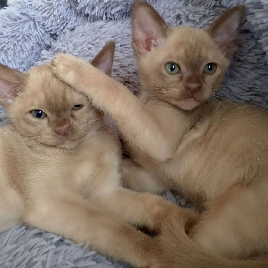 Европейский бурманский котёнок