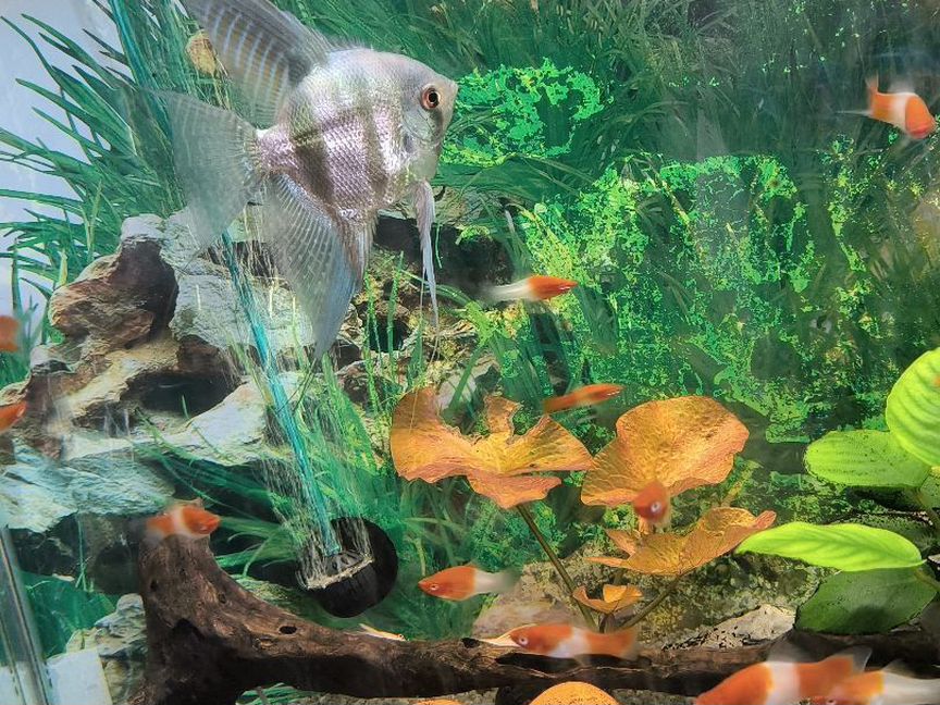 Скалярия голубая