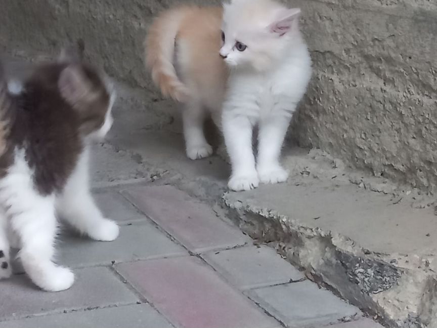 Котята в добрые руки. Трикомочка счастья)