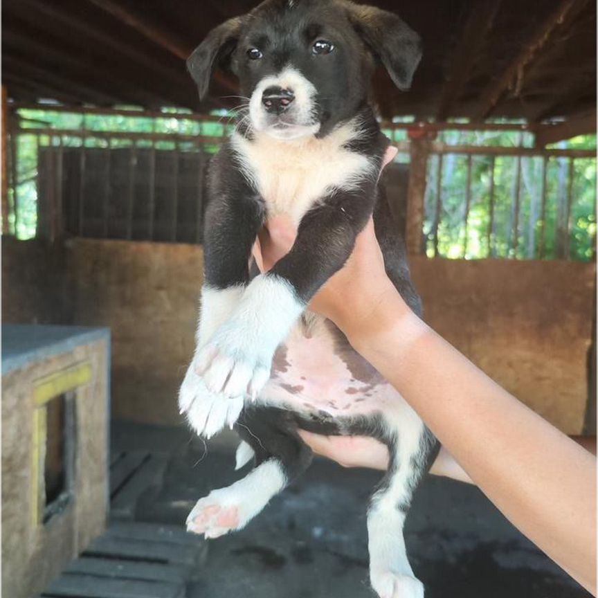 Маленький щенок девочка