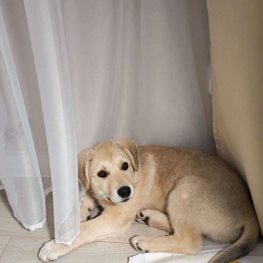 Щенок в добрые руки бесплатно Ростов