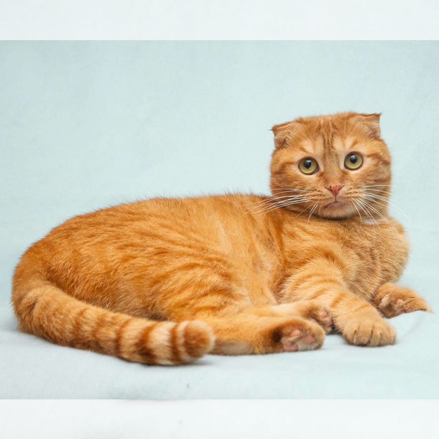 Шотландская вислоухая короткошёрстная, взрослая кошка