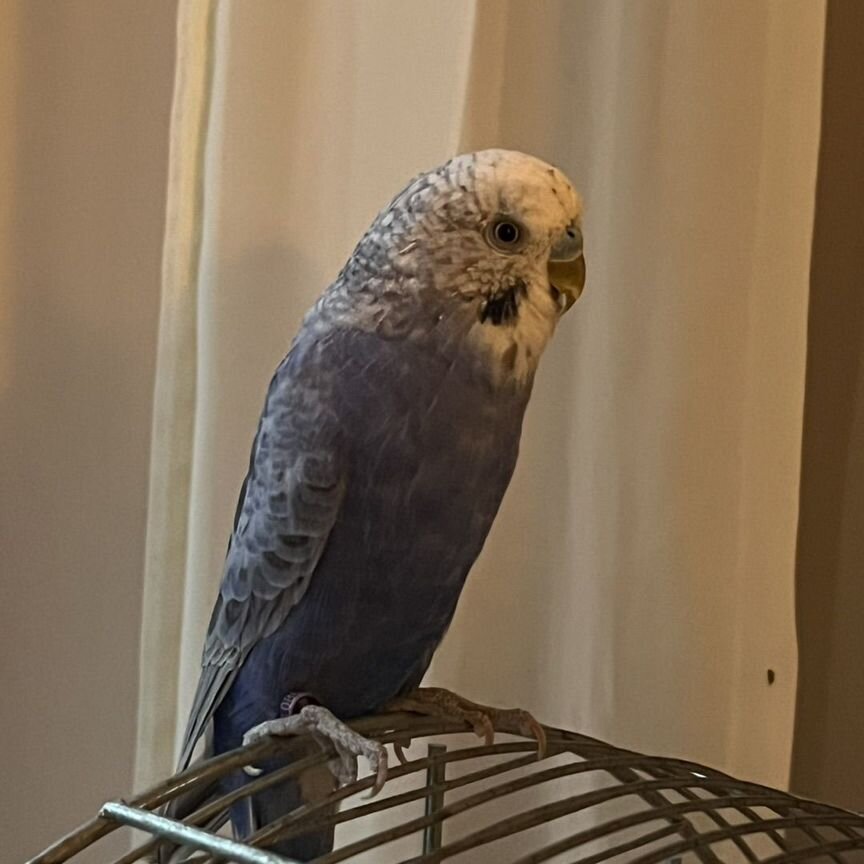 Волнистый попугай мальчик