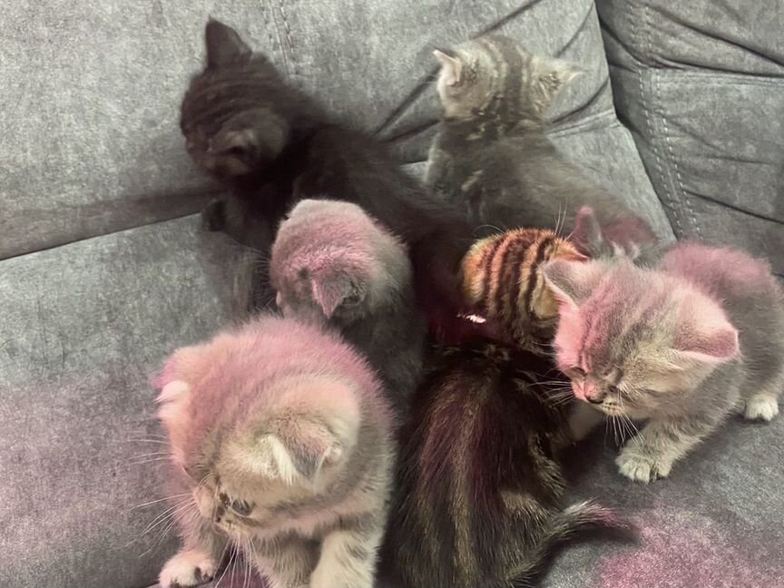 Шотландские котята