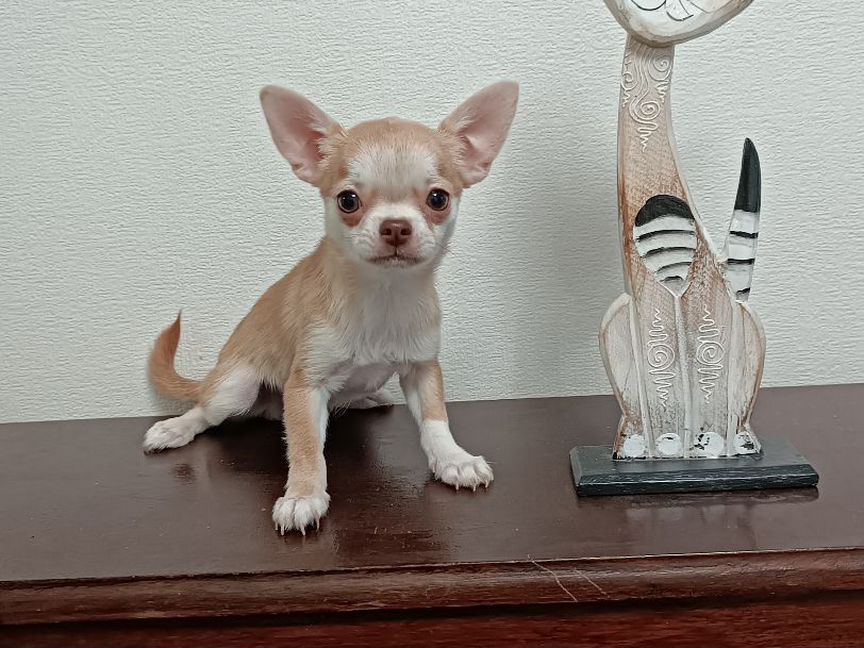 Щенки чихуахуа мальчик