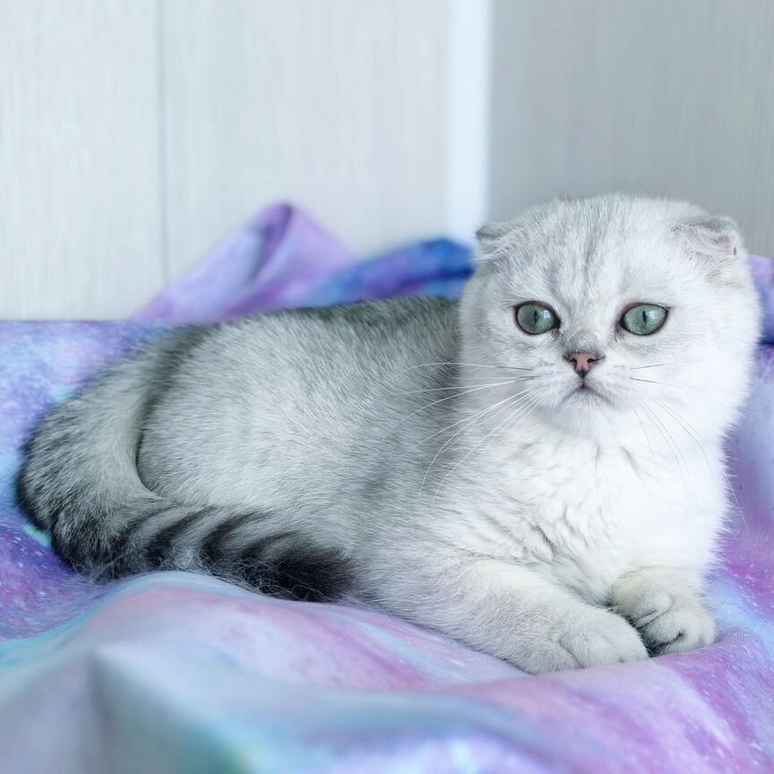 Шотландские вислоухие
