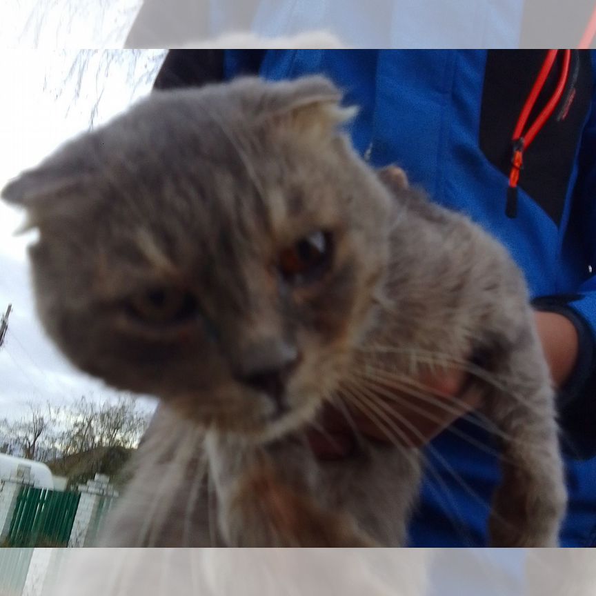 Шотландский кот Разные глаза цветом