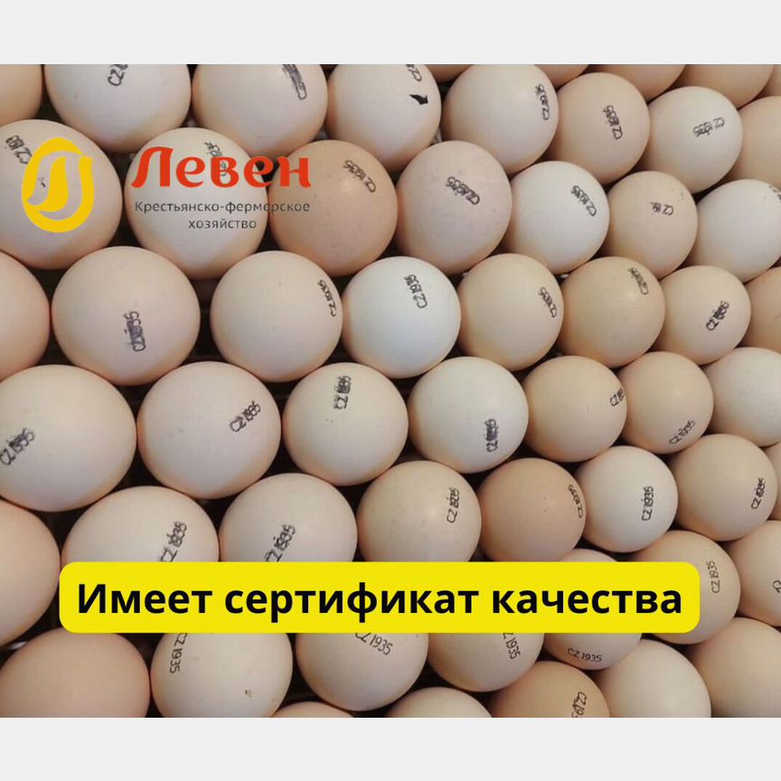 Импортное инкубационное яйцо кобб 500 и Росс 308