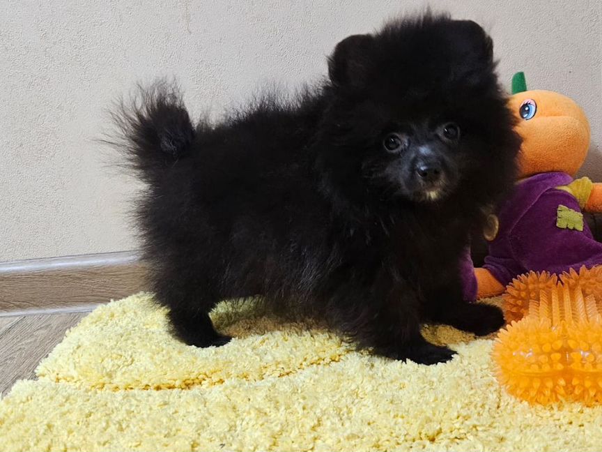 Померанский шпиц девочка и мальчик