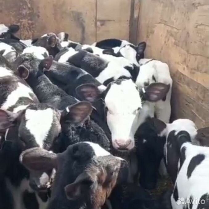 Бычки и тёлочки