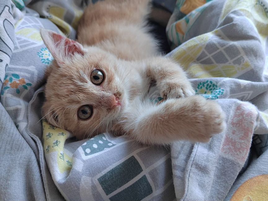 Кошка в дар бесплатно