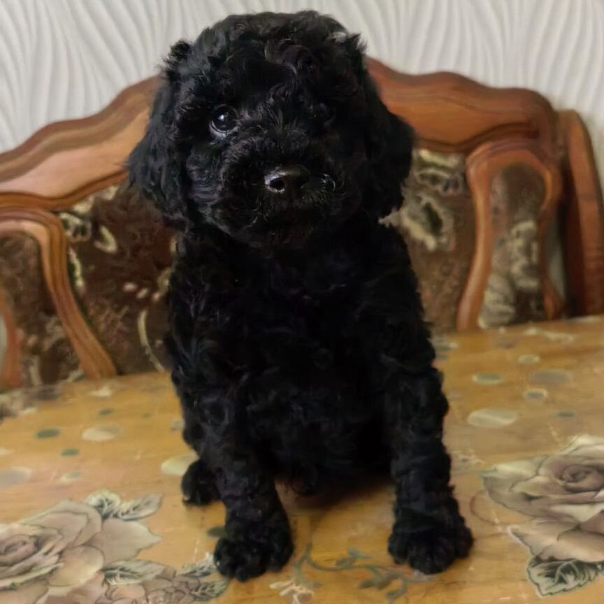 Той-пудель, щенок