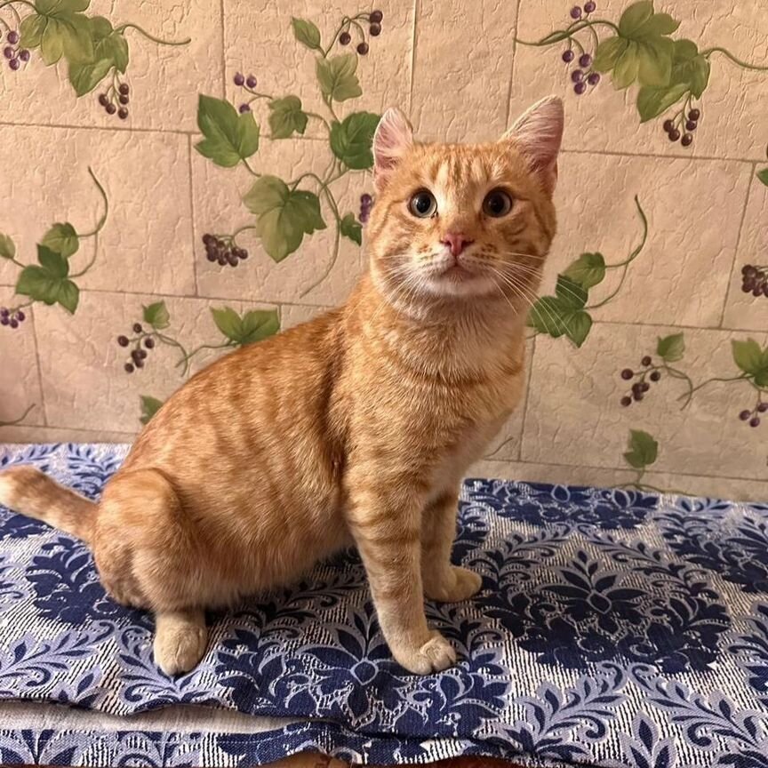 Котик ищет дом